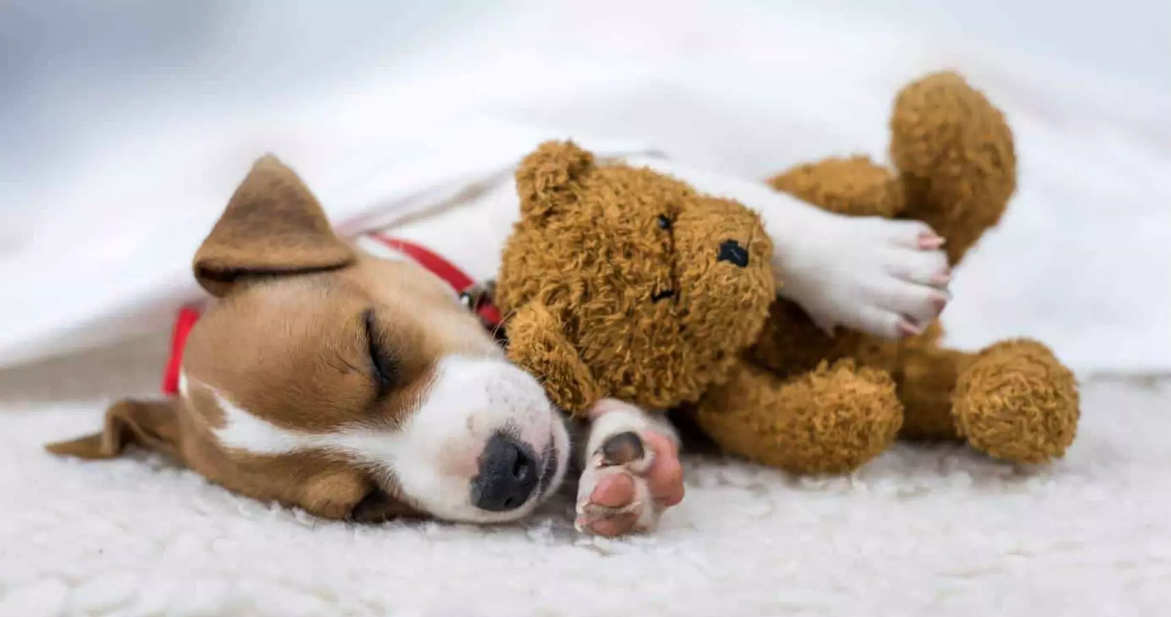 Psykolog hevder at hunder sannsynligvis drømmer om menneskene de elsker