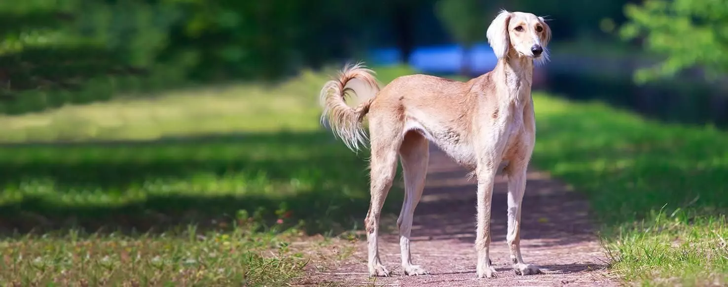 Wuff! 10 Déi deierst Hondsrassen, klasséiert 12599_6