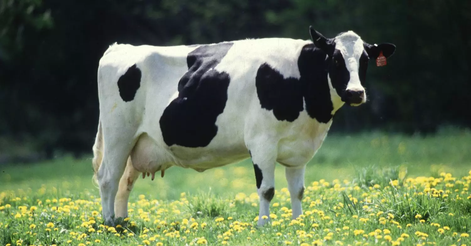 Como os agricultores lexen o diñeiro da industria de xenes de vaca 17614_0