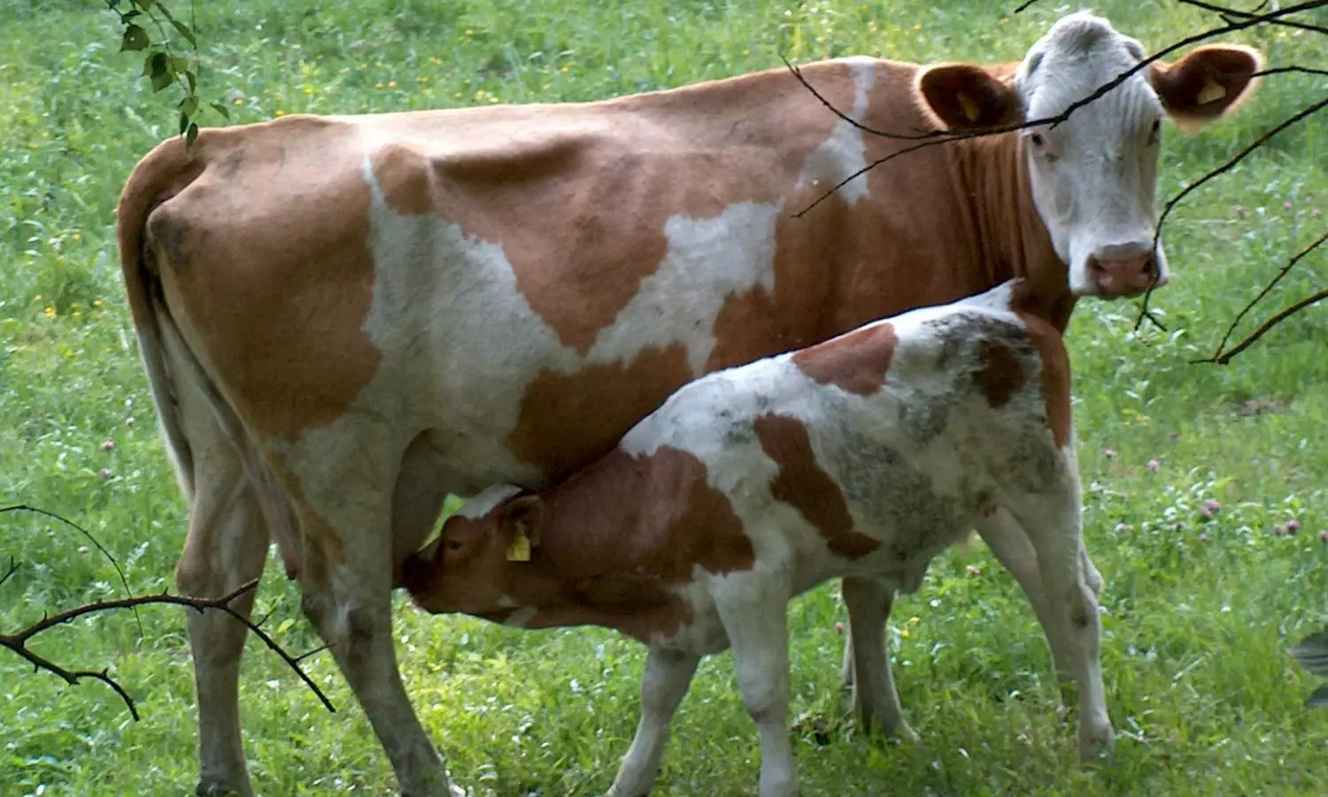 Como os agricultores lexen o diñeiro da industria de xenes de vaca 17614_3