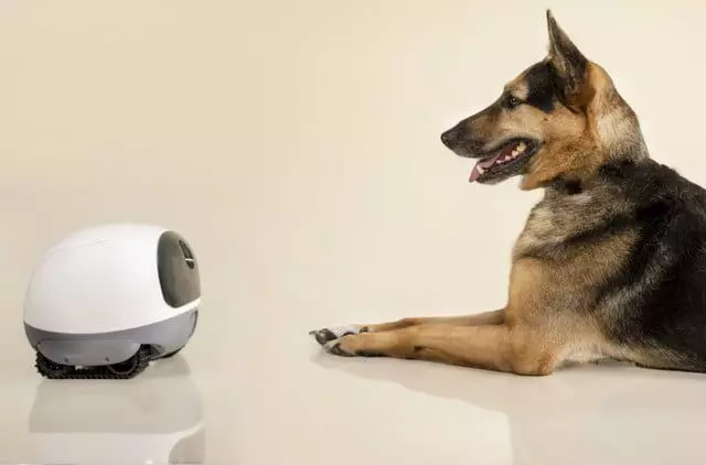 这个受 WALL-E 启发的机器人可以让你检查你的宠物并给他们零食 26096_4