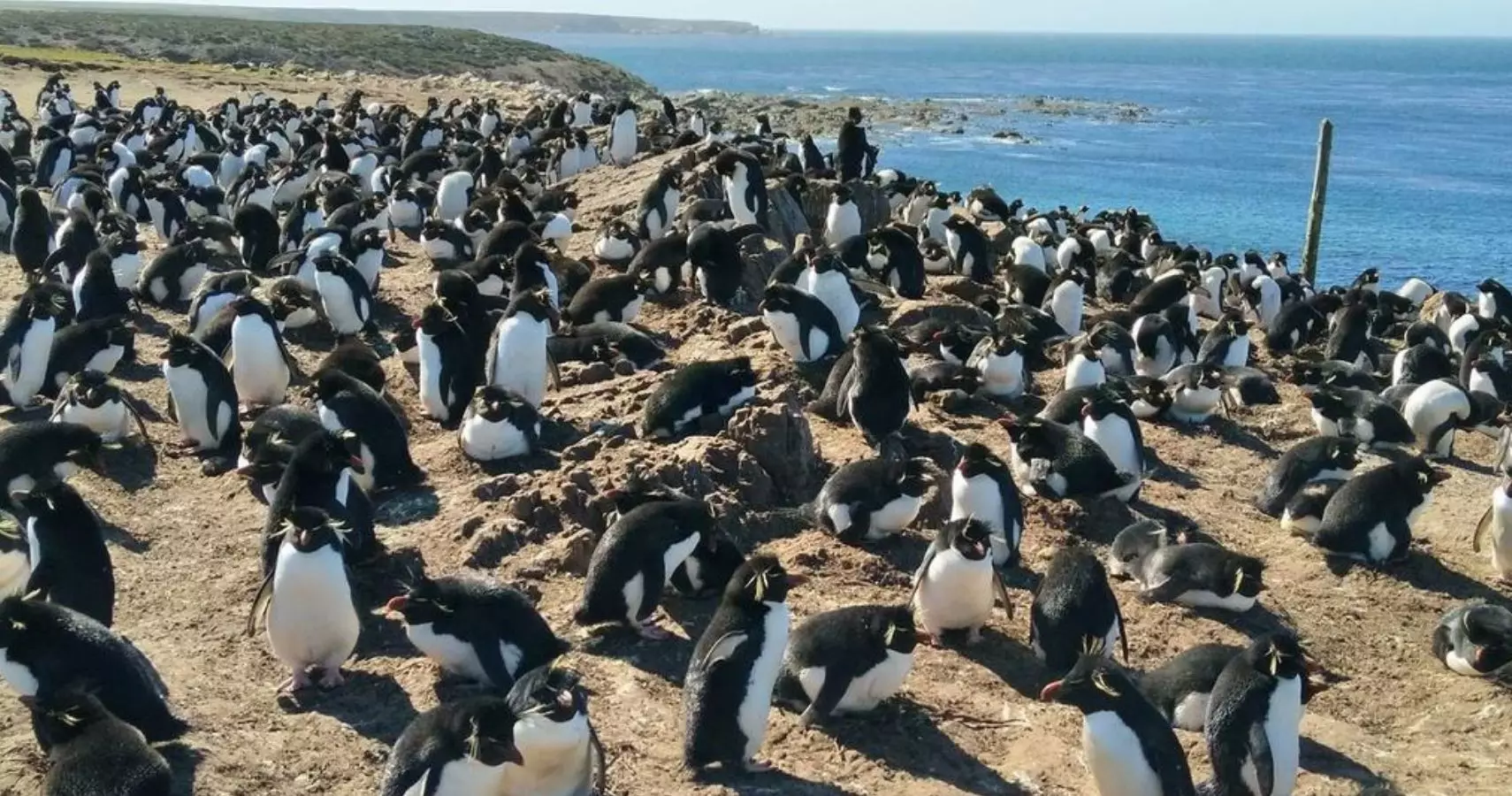 Vous pouvez acheter cette île habitée par des pingouins à votre prix