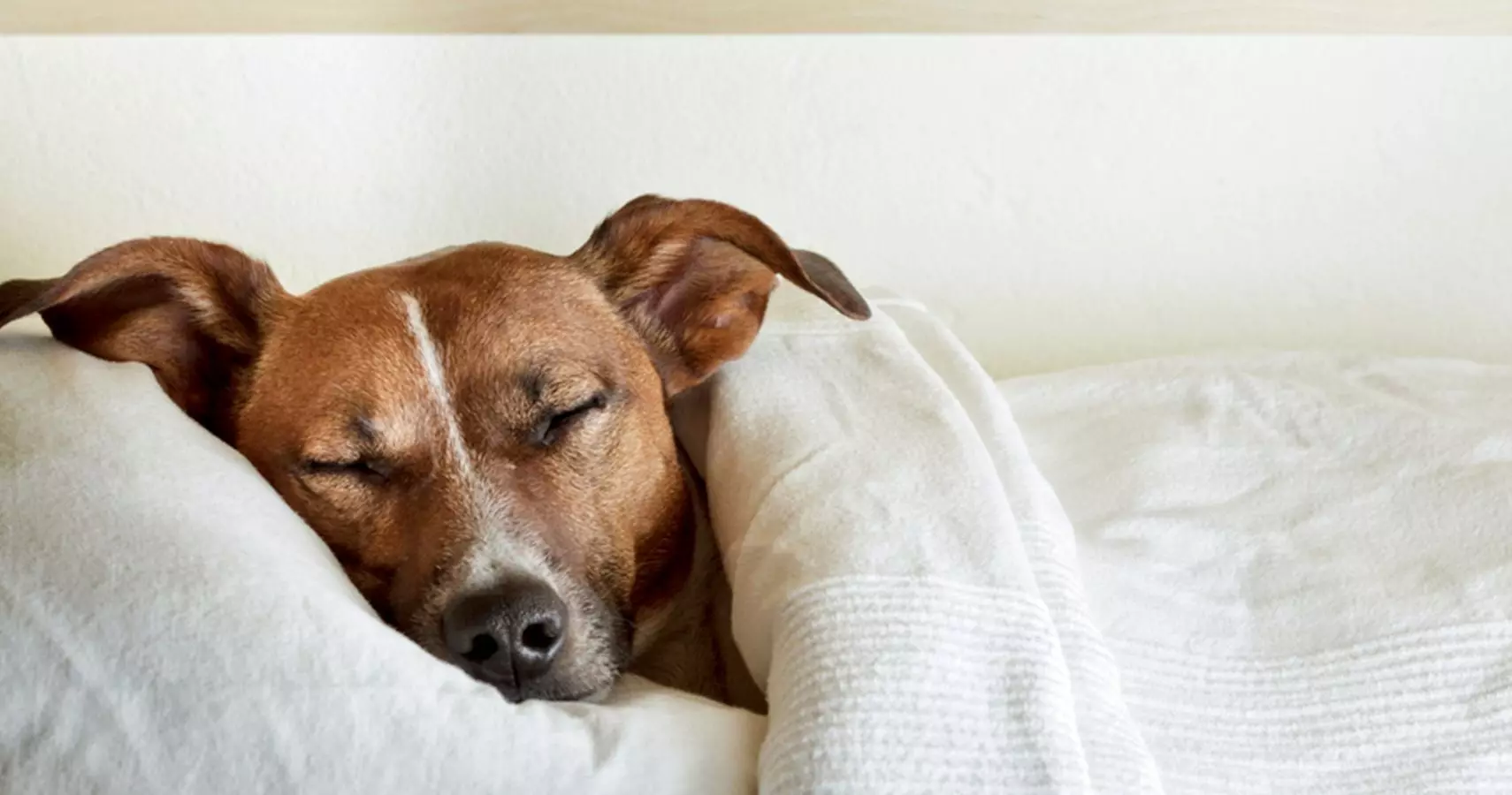 Wanita Tidur Lebih Baik Dengan Anjing Di Tempat Tidurnya Dibandingkan Dengan Pasangan Manusia 2693_3