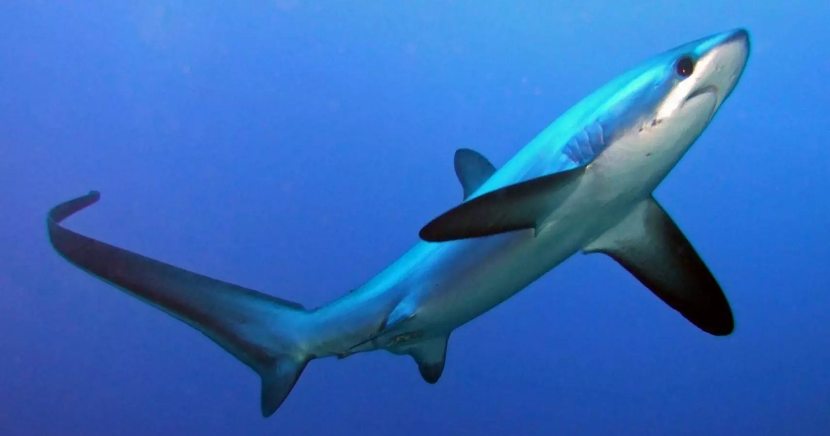 Massachusetts'te Hava Çok Soğuk Köpekbalıkları Donarak Öldü 28094_0