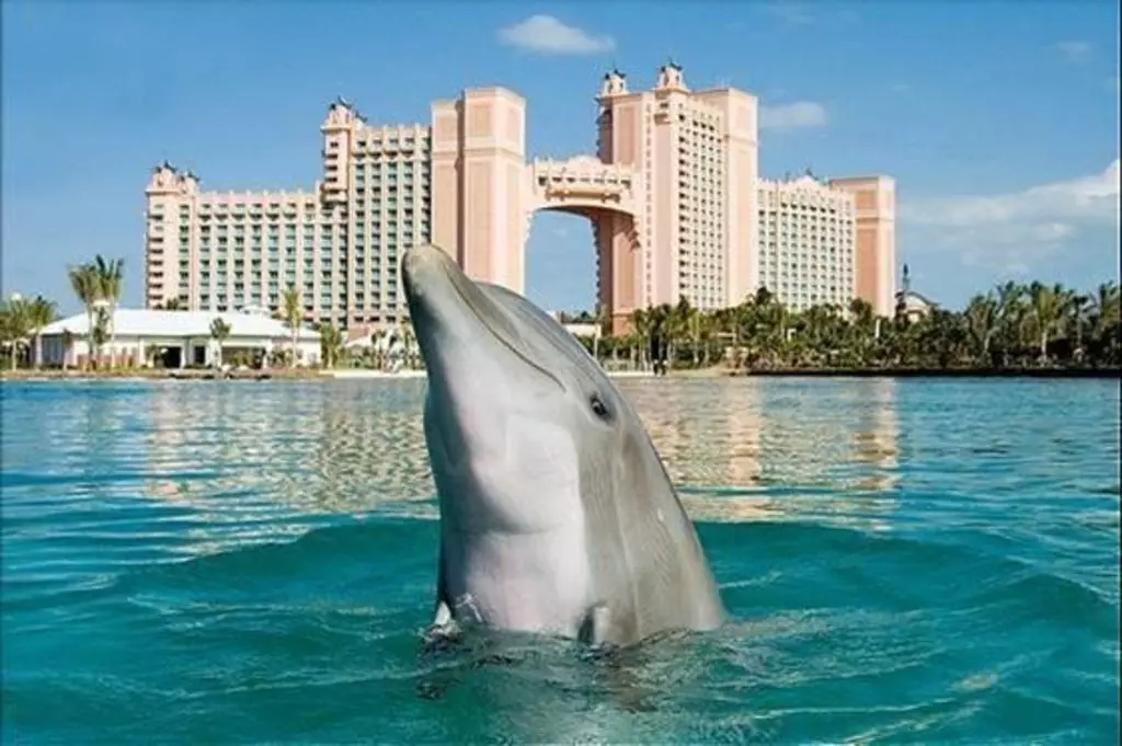 15 неща, които всеки трябва да знае за Atlantis Bahamas (включително апартамента на Майкъл Джексън) 29968_13