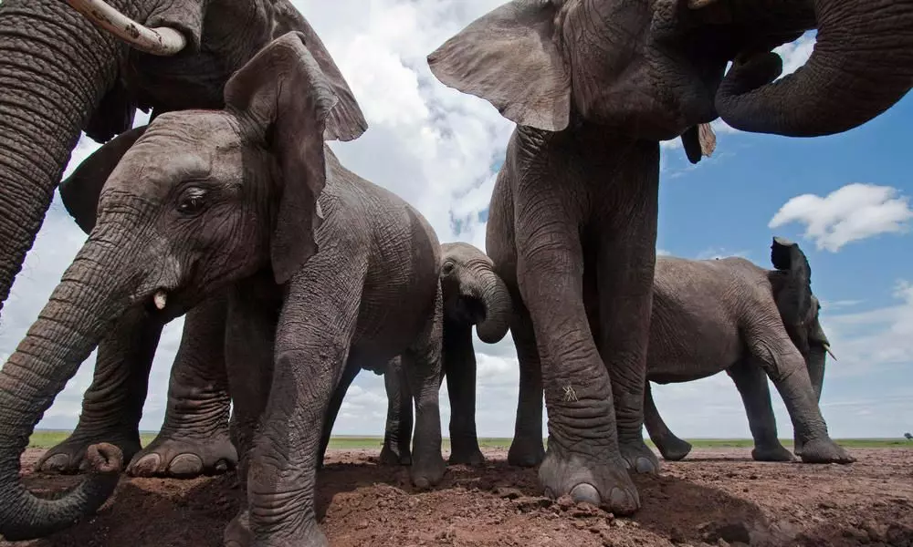 15 animali con il più alto numero annuale di corpi umani 30970_6