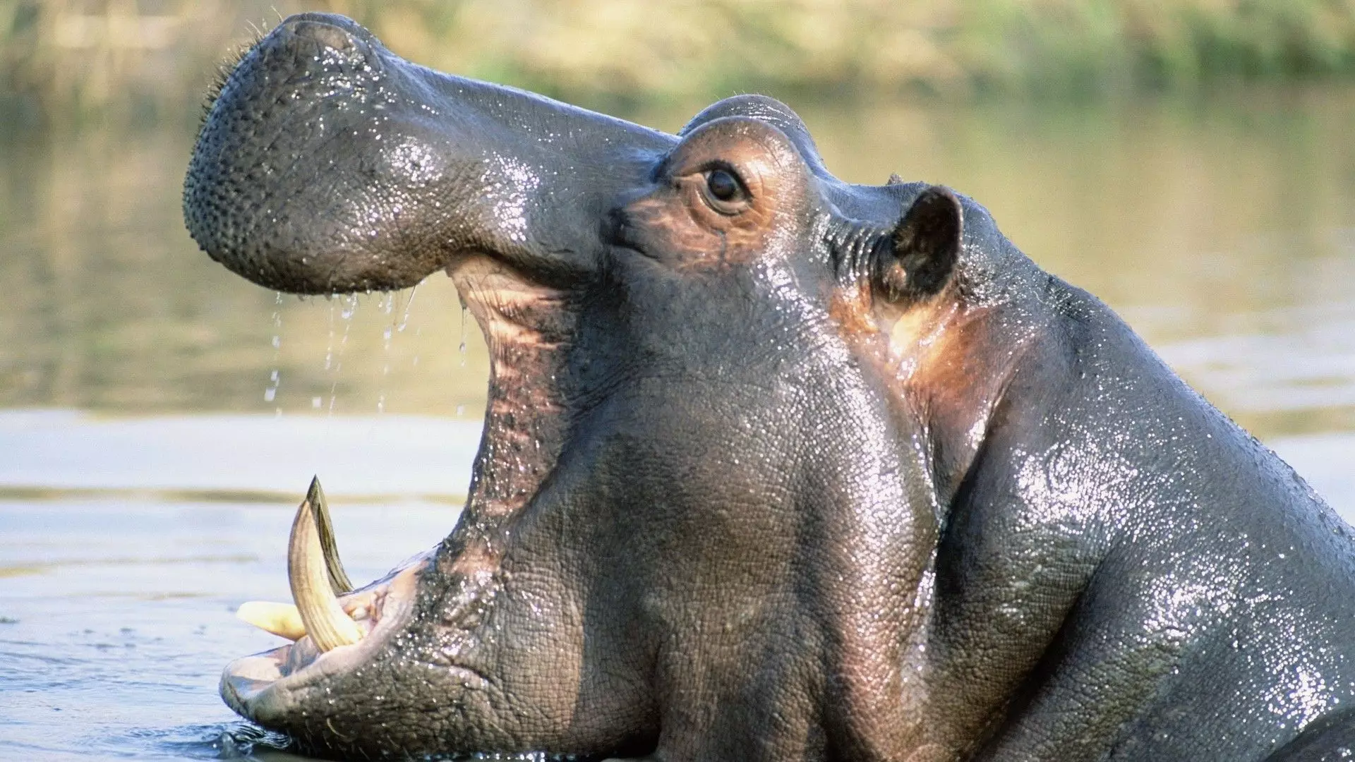 15 animales con el recuento anual de cuerpos humanos más alto 30970_7