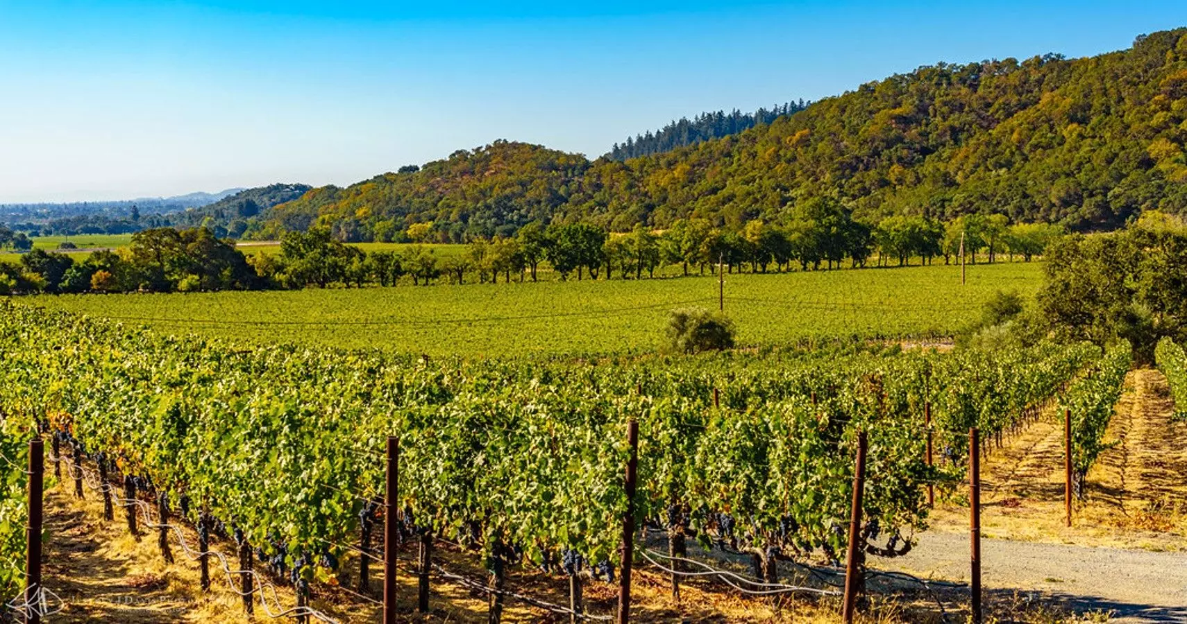 Shafer Winery fan Napa Valley kocht troch Koreaansk konglomeraat foar $ 250 miljoen