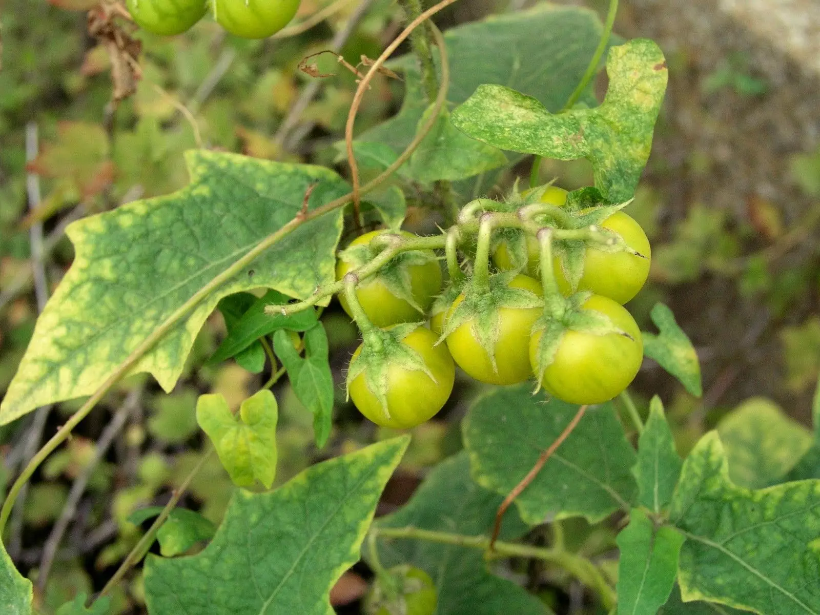 ತಿನ್ನಲು ಯೋಗ್ಯವಾಗಿ ಕಾಣುವ 10 ವಿಷಕಾರಿ ಸಸ್ಯಗಳು 35449_6