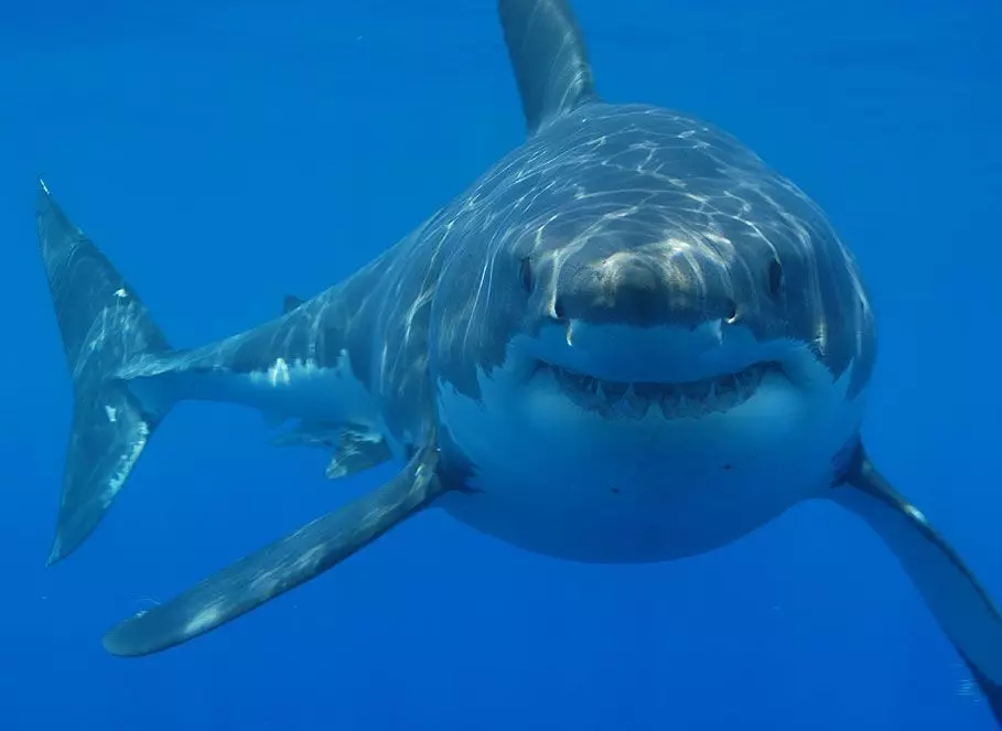 15 storie di attacchi di squali che non ti faranno mai più desiderare di entrare in acqua 38228_10