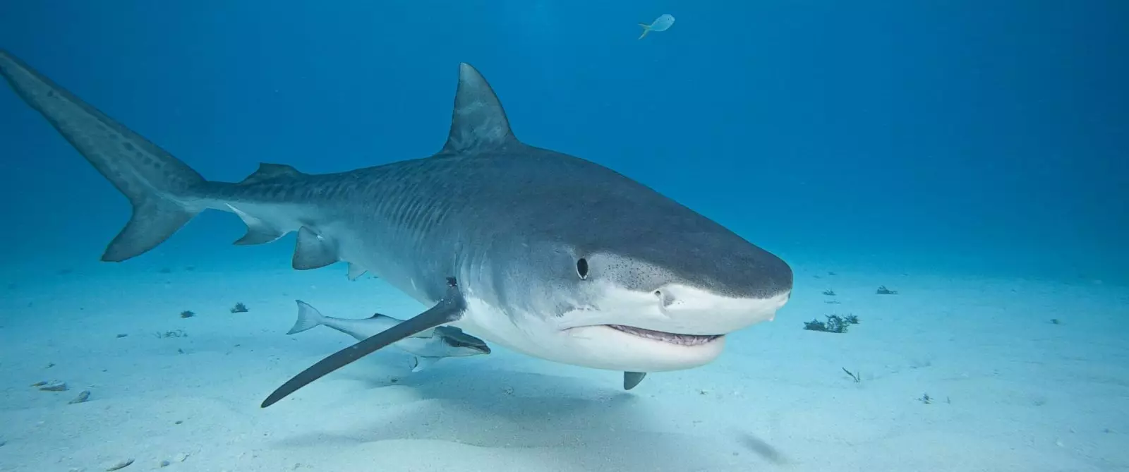 15 storie di attacchi di squali che non ti faranno mai più desiderare di entrare in acqua 38228_8