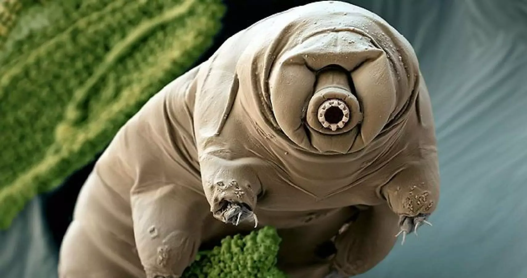 ສິ່ງທີ່ຢູ່ໃນໂລກແມ່ນ Tardigrades, ແລະພວກເຂົາພົບເສັ້ນທາງໄປສູ່ດວງຈັນໄດ້ແນວໃດ?