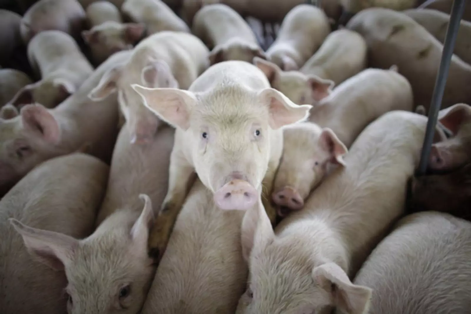 10 legrosszabb gyári farmgyakorlat