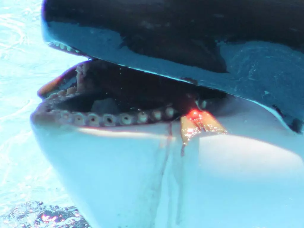 SeaWorld vs. The Zoo：私たちが見ることを想定していなかった15の邪魔な画像 41325_12