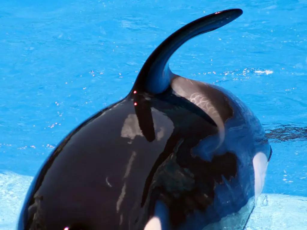 SeaWorld vs. The Zoo：私たちが見ることを想定していなかった15の邪魔な画像 41325_14