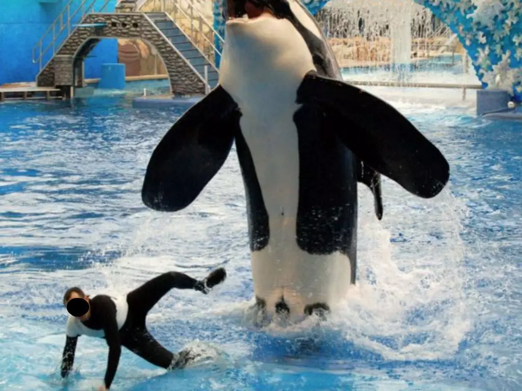 SeaWorld vs. The Zoo：私たちが見ることを想定していなかった15の邪魔な画像 41325_4