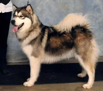 10 Baka Anjing Paling Mahal Di Dunia 44101_7