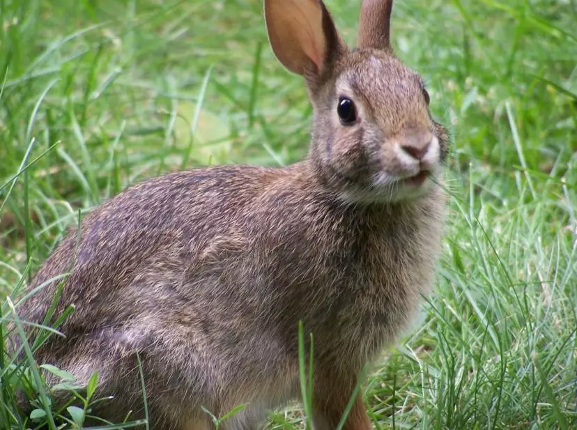 10 cazuri de animale care salvează oameni 47760_8