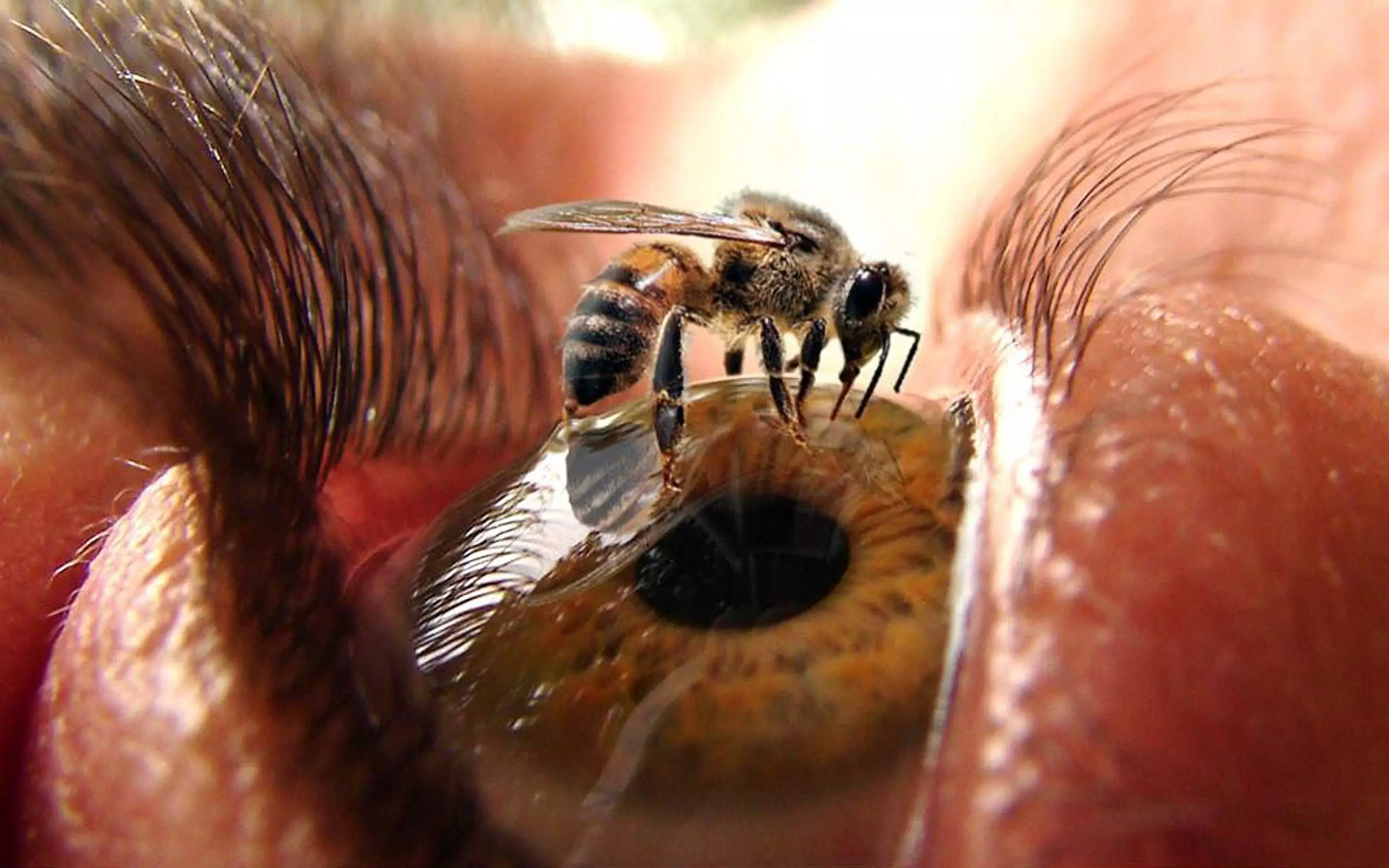 La 10 Plej Doloraj Insektaj Pikoj en la Mondo 49923_0