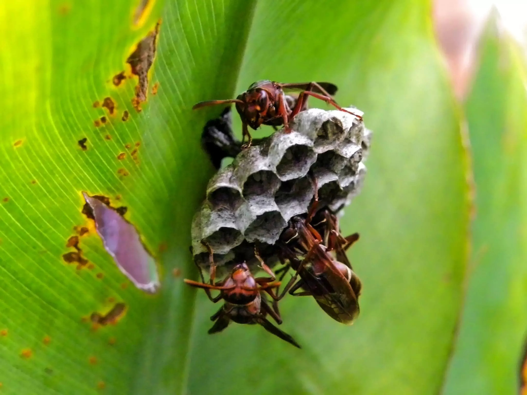 Ang 10 Pinaka Masakit na Insect Stings sa Mundo 49923_10