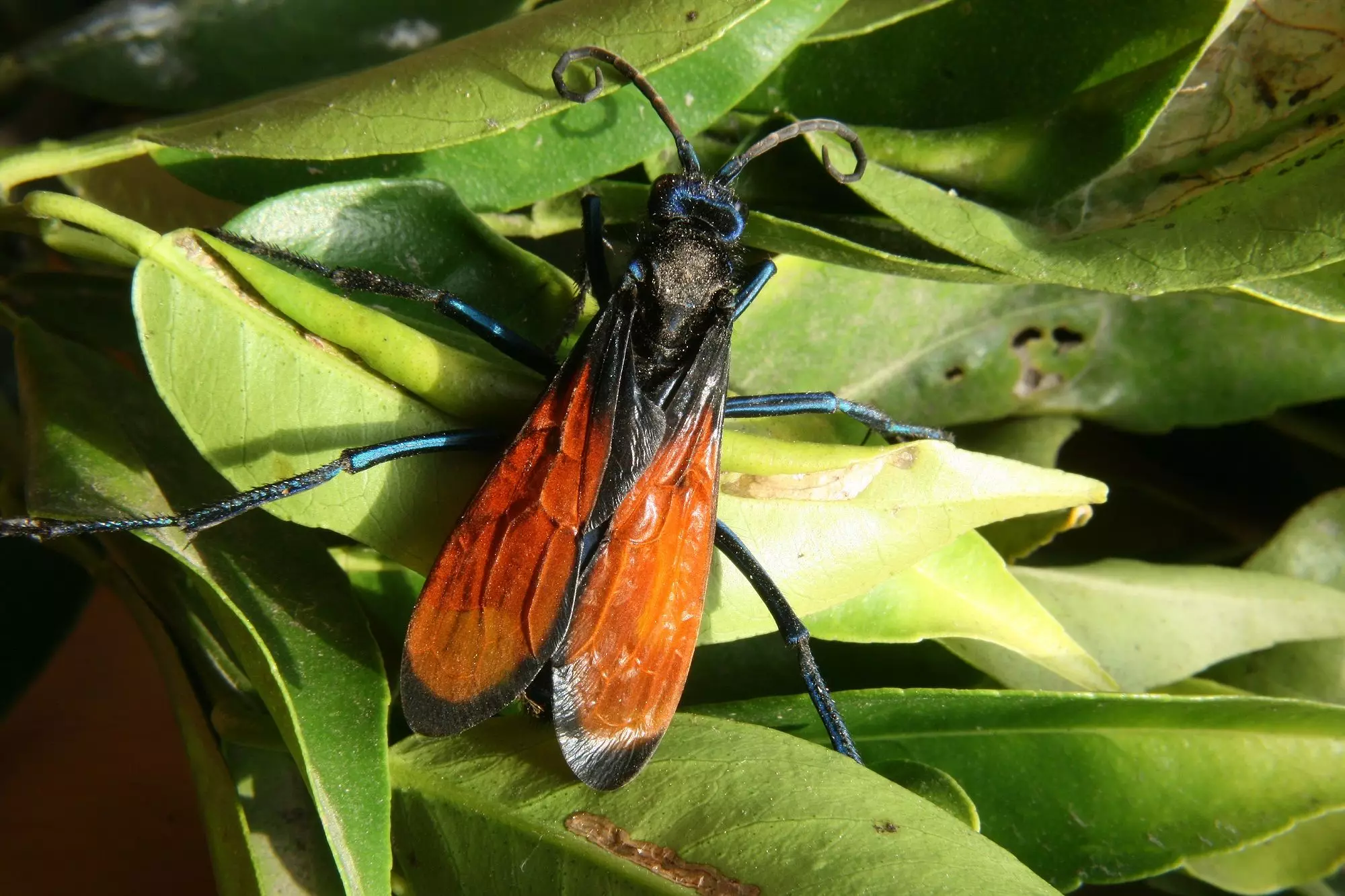 La 10 Plej Doloraj Insektaj Pikoj en la Mondo 49923_11