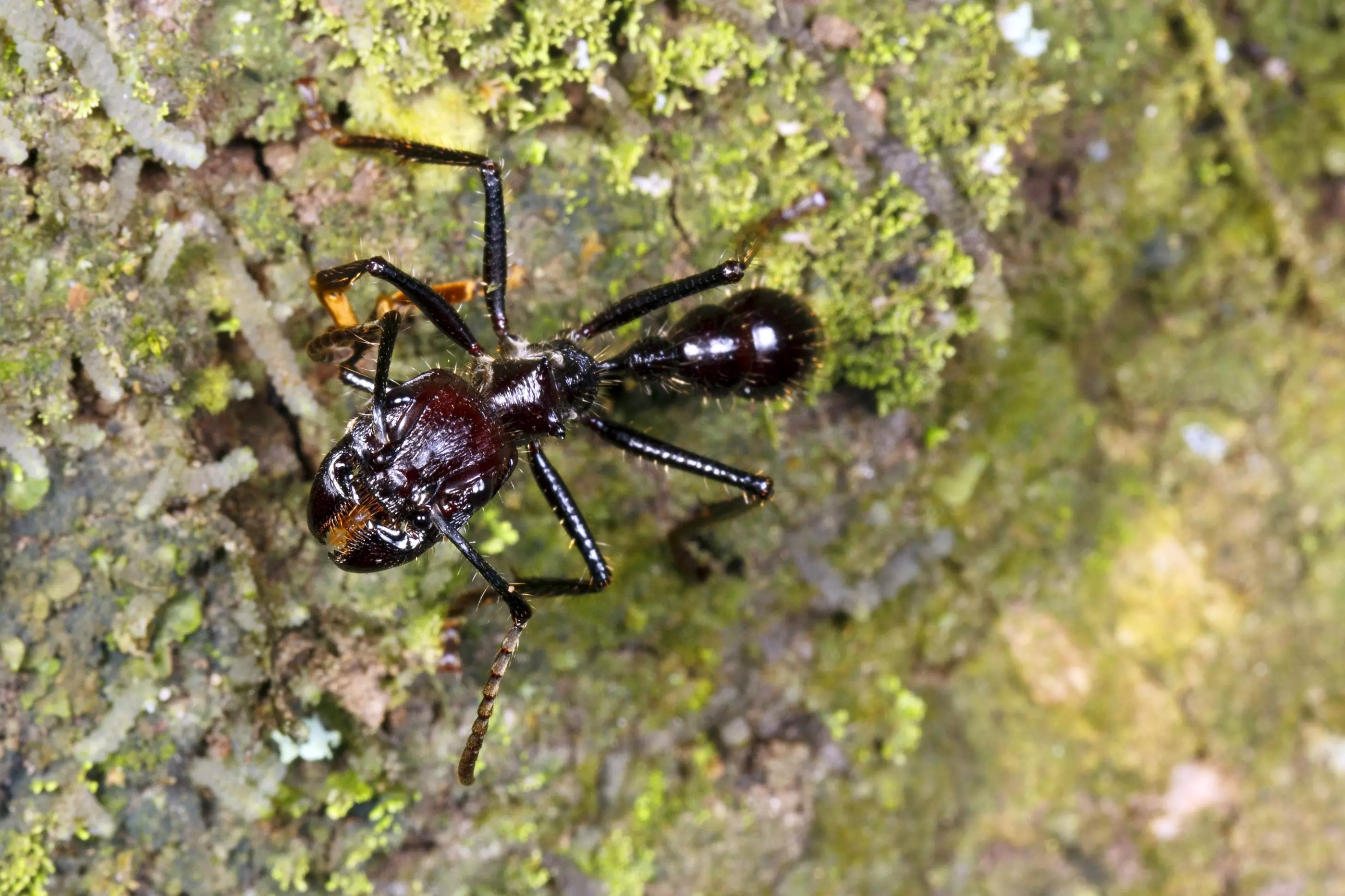 De 10 mest smärtsamma insektssticken i världen 49923_12