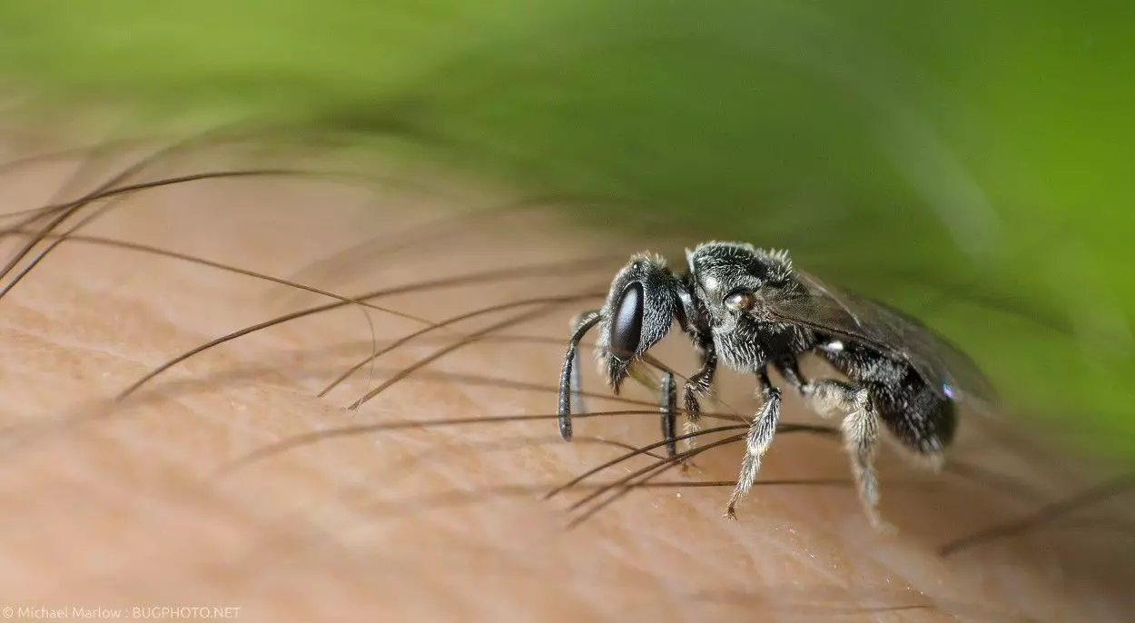 Ang 10 Pinaka Masakit na Insect Stings sa Mundo 49923_3