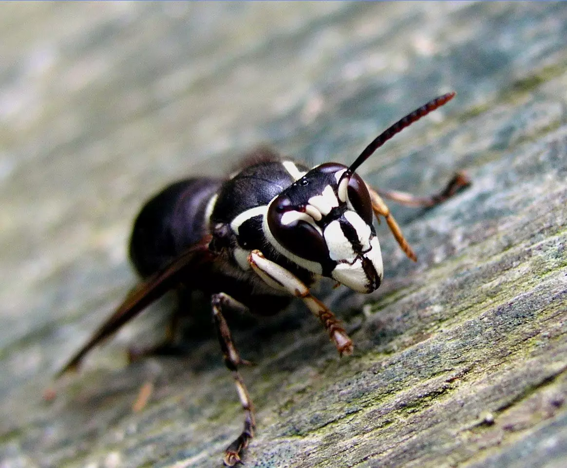 De 10 mest smärtsamma insektssticken i världen 49923_6