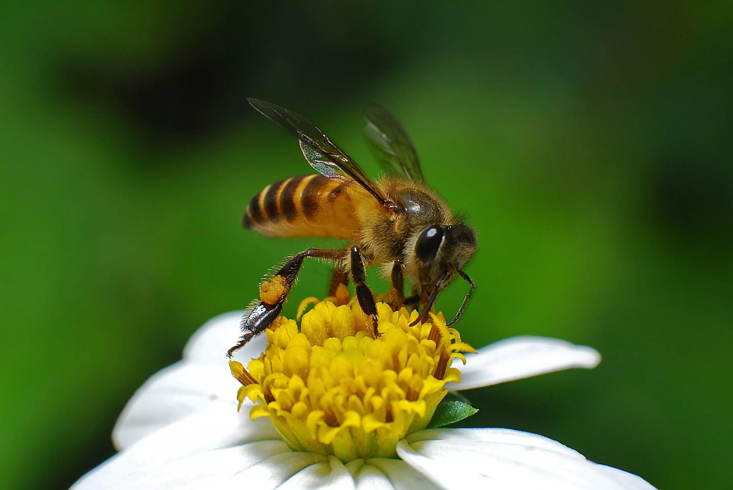 La 10 Plej Doloraj Insektaj Pikoj en la Mondo 49923_8