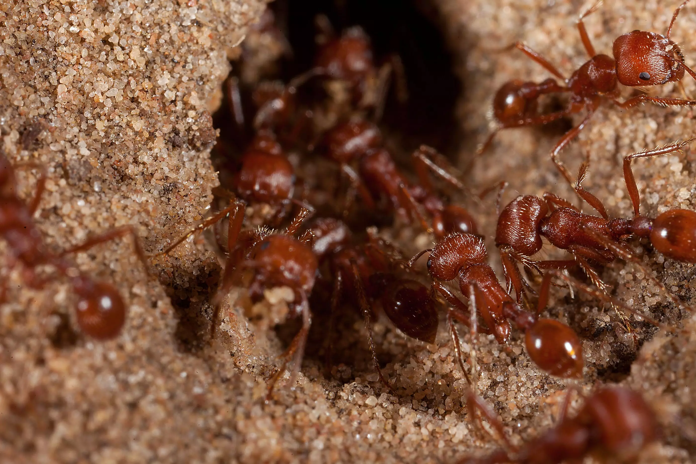 La 10 Plej Doloraj Insektaj Pikoj en la Mondo 49923_9