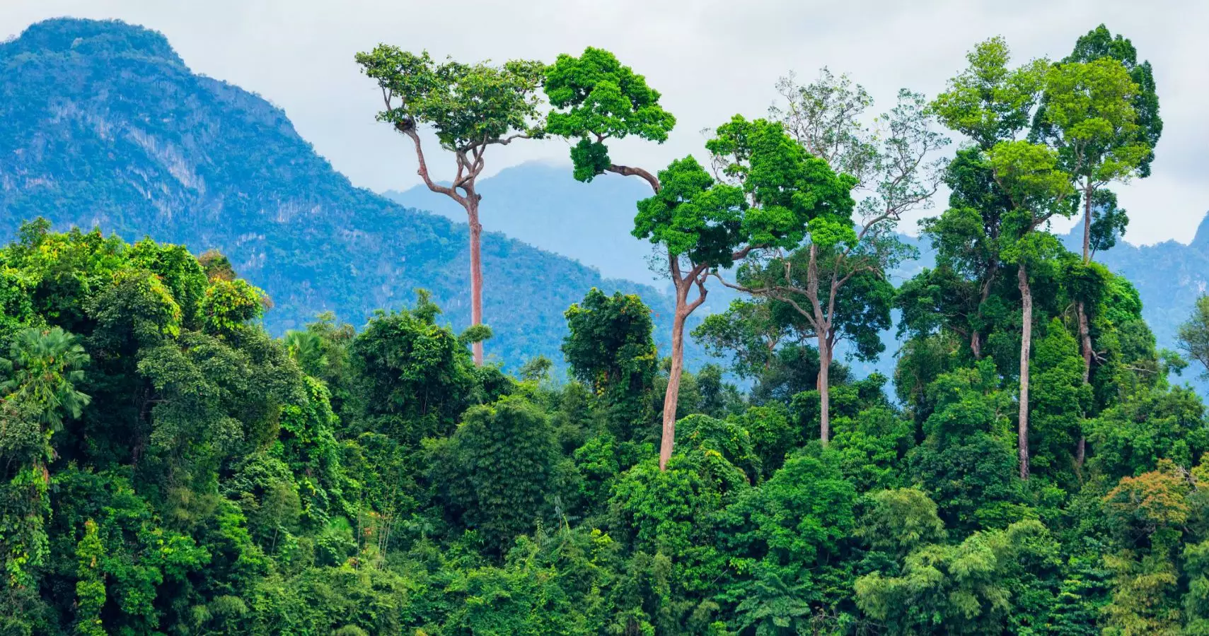 A deforestación amazónica no seu ritmo máis alto durante máis dunha década 52158_0