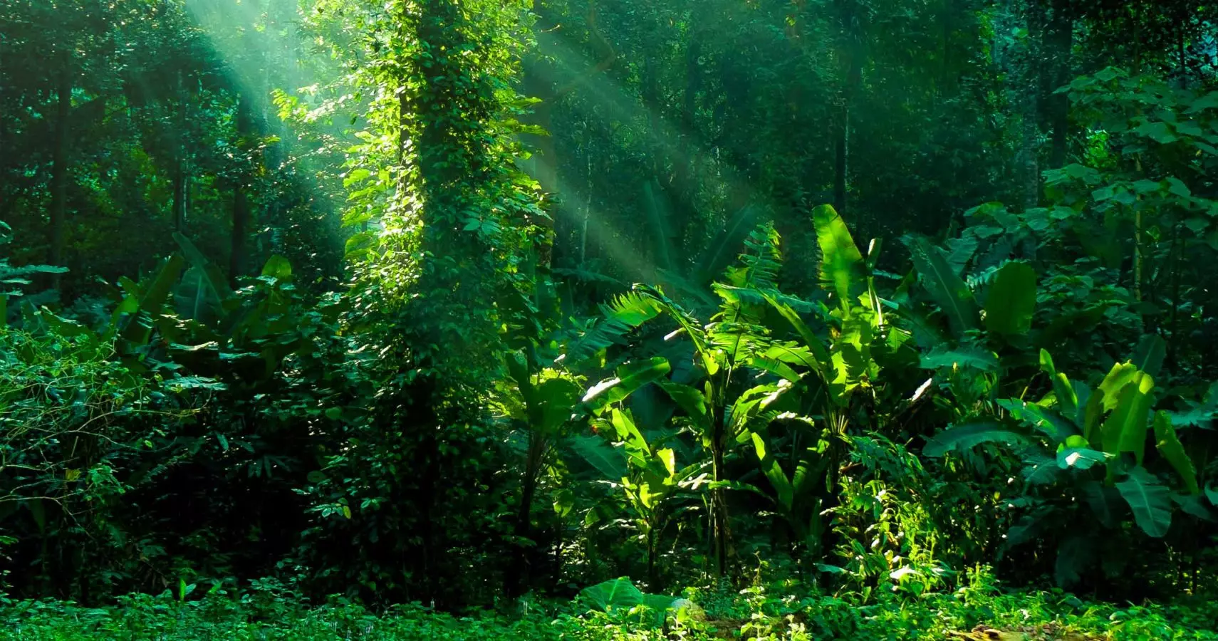 A deforestación amazónica no seu ritmo máis alto durante máis dunha década 52158_3