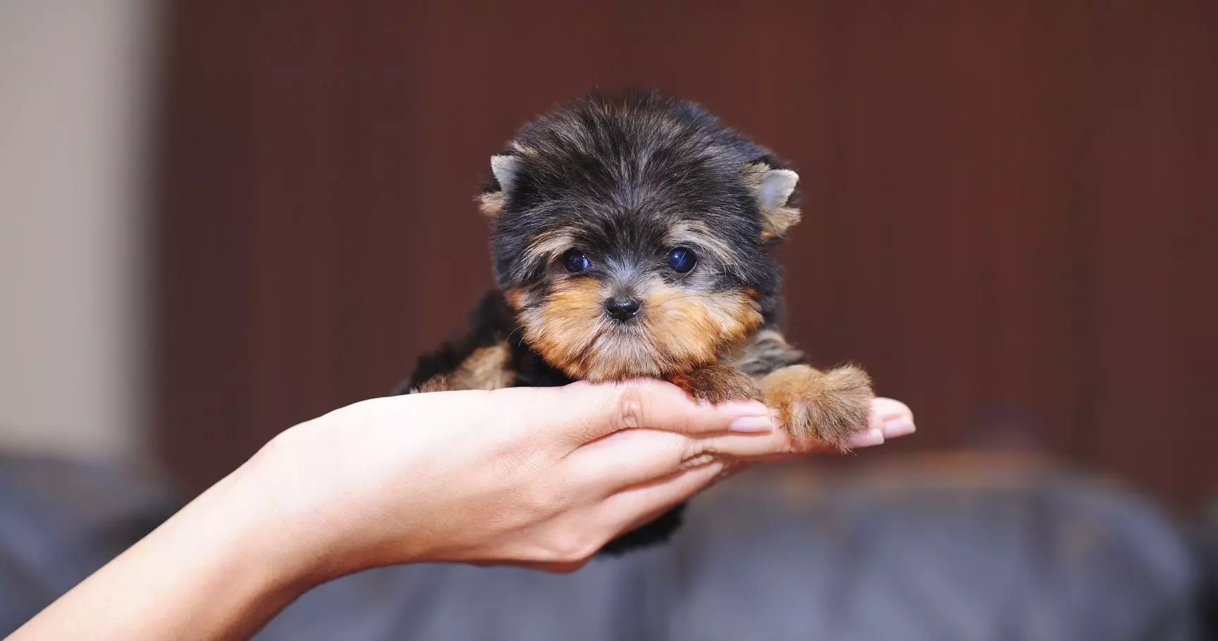 13 най-сладки породи кученца Teacup в света 59085_0