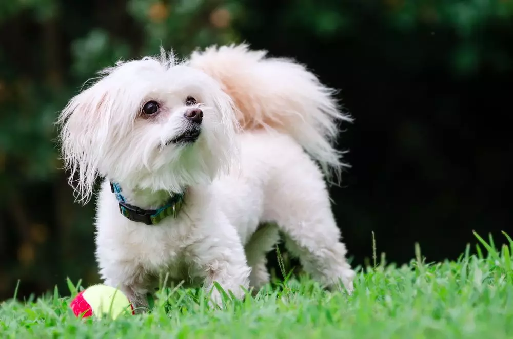 13 най-сладки породи кученца Teacup в света 59085_11
