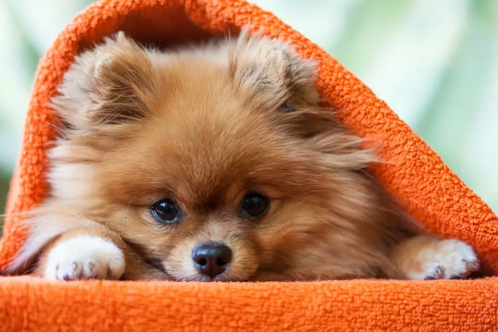 13 بامزه ترین نژاد توله سگ فنجانی در جهان 59085_13