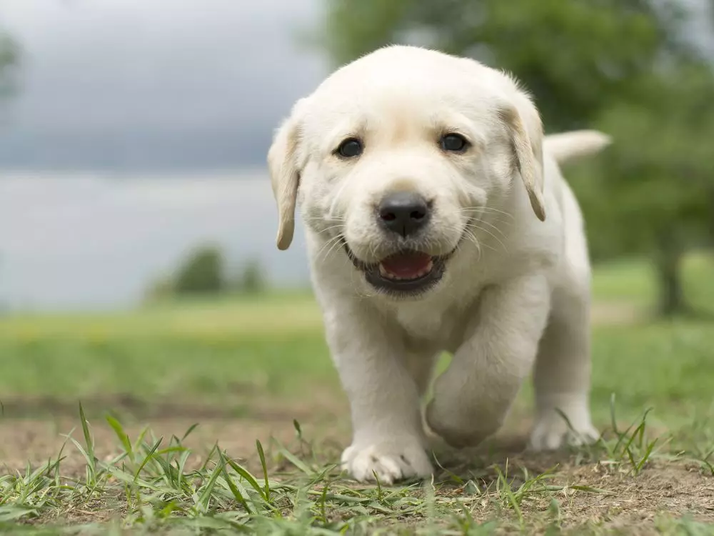 13 بامزه ترین نژاد توله سگ فنجانی در جهان 59085_5