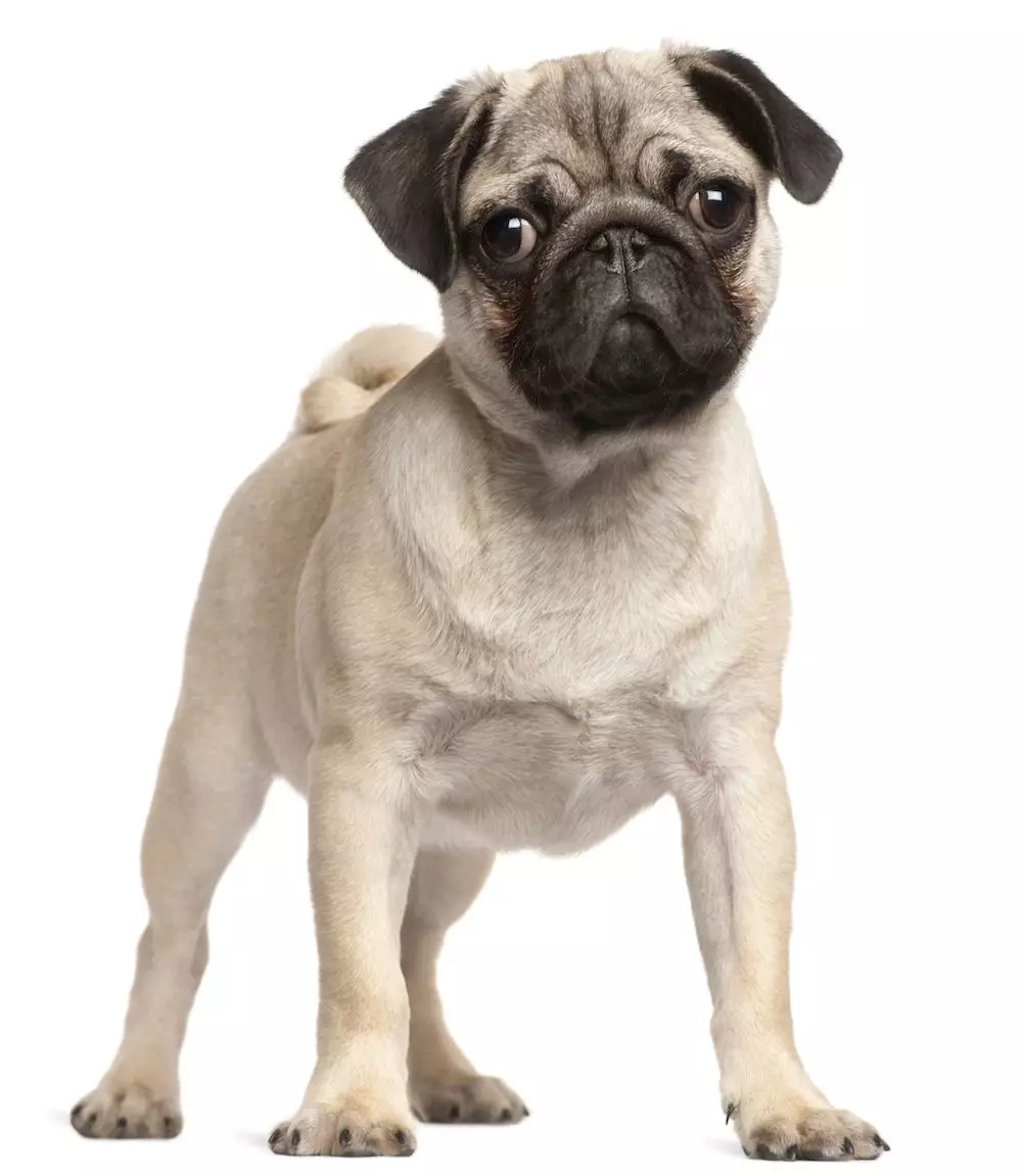 13 најслатки раси на кученца од шолји во светот 59085_7