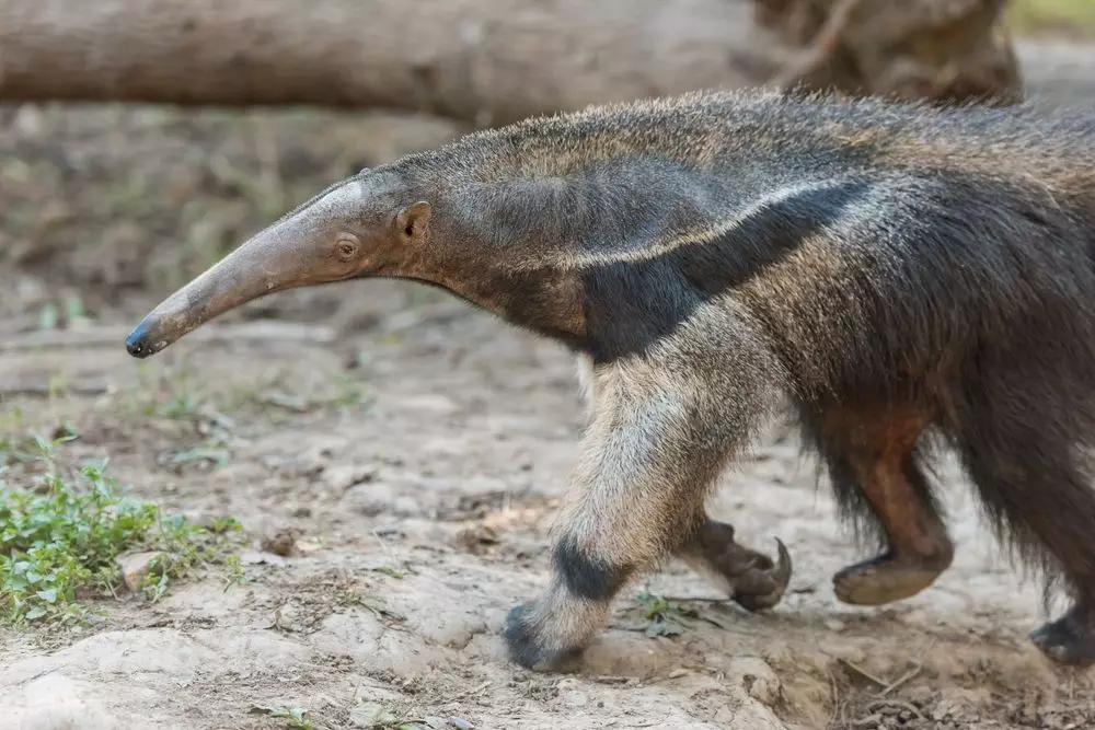 10 vezes chocantes em que o caçador se tornou a caça 59308_8