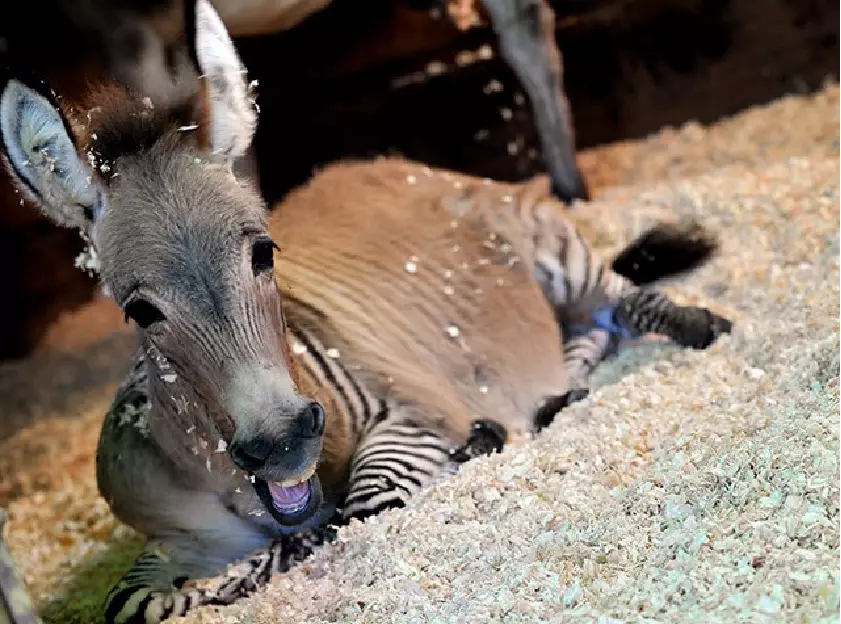 Las 15 mascotas más interesantes que jamás se hayan criado 59330_10