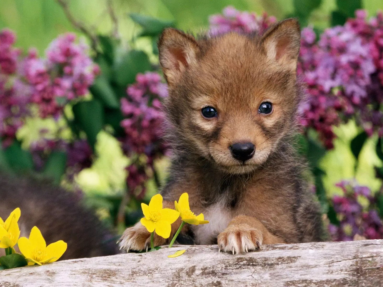 Las 15 mascotas más interesantes que jamás se hayan criado 59330_13