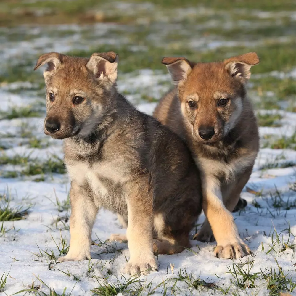 Las 15 mascotas más interesantes que jamás se hayan criado 59330_16