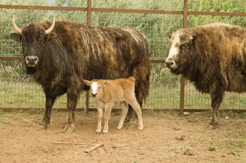 Las 15 mascotas más interesantes que jamás se hayan criado 59330_4