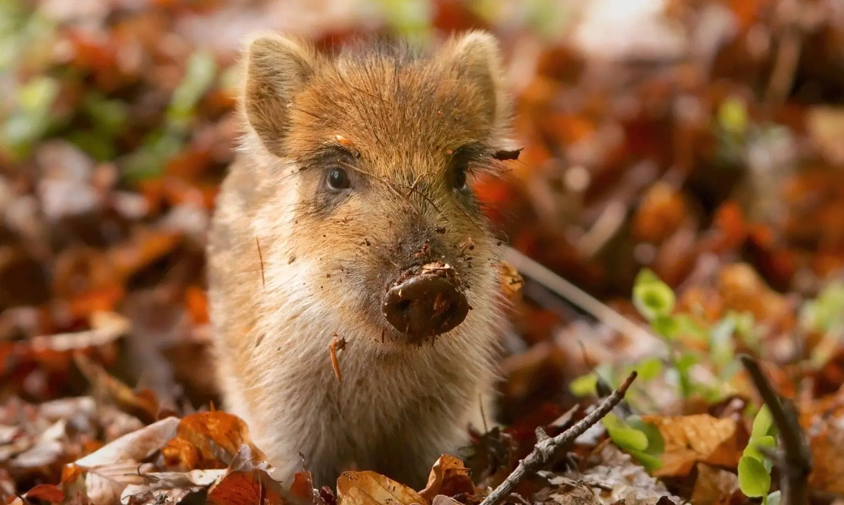 Las 15 mascotas más interesantes que jamás se hayan criado 59330_8