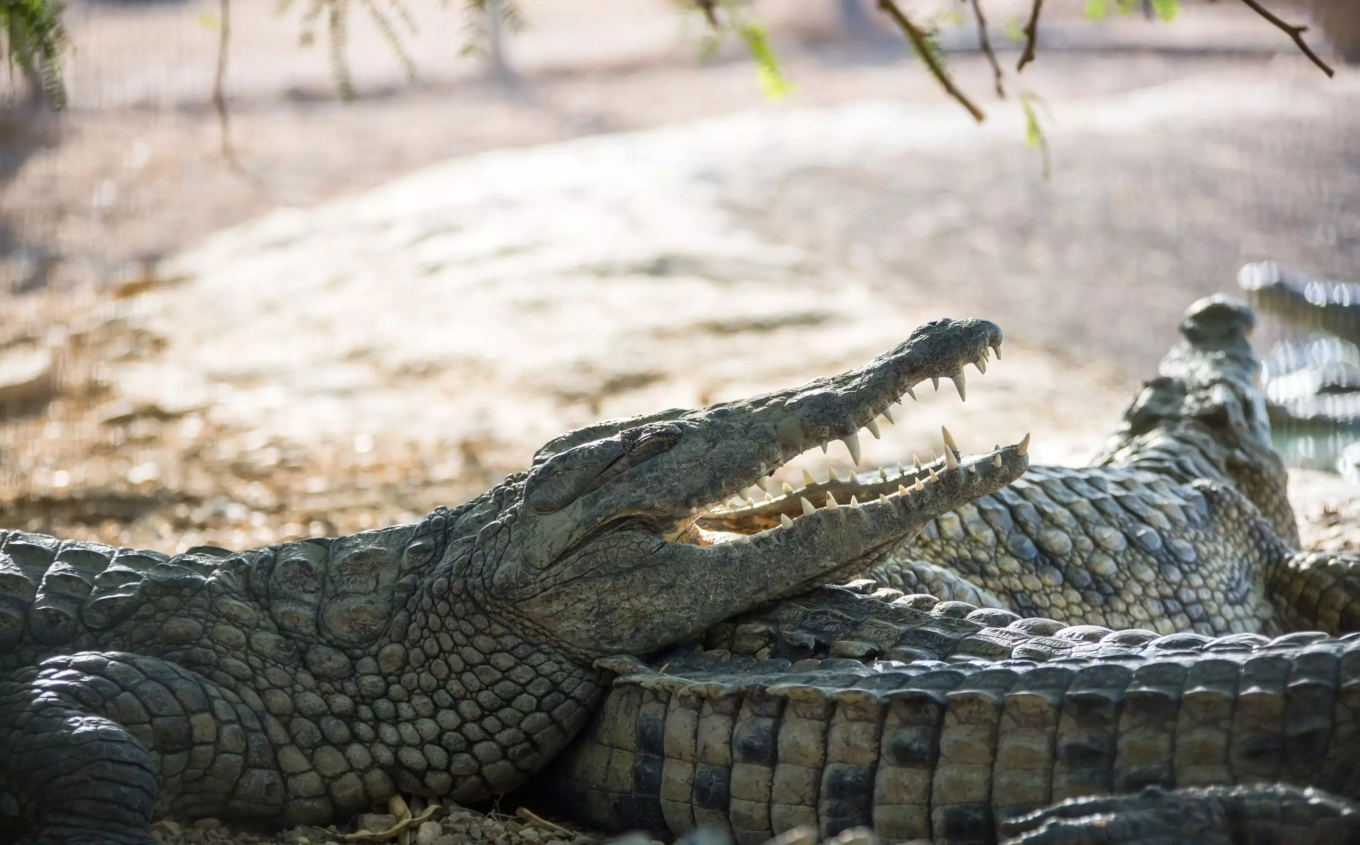 10 espèces emblématiques menacées d'extinction 59443_12