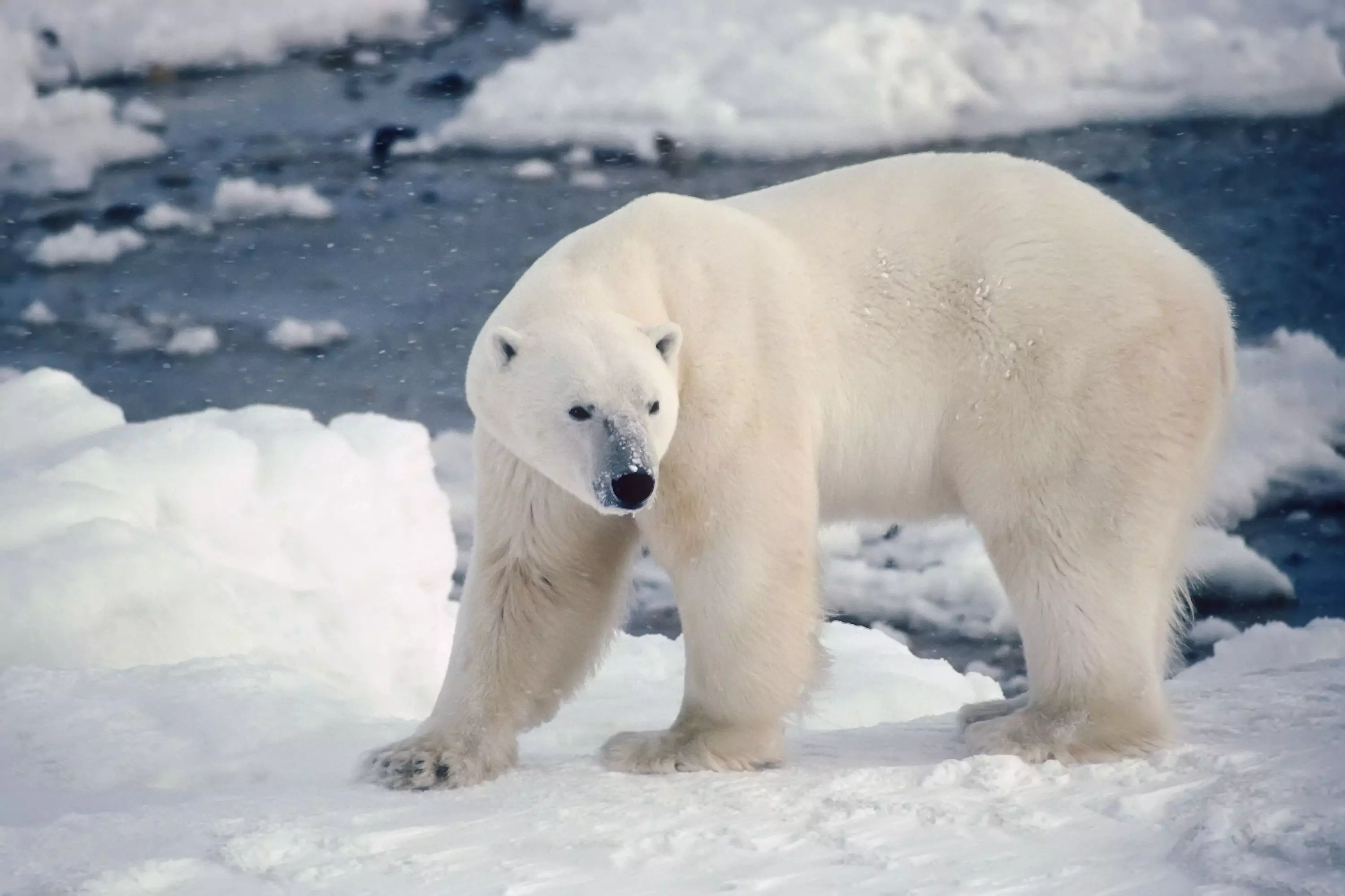 10 espèces emblématiques menacées d'extinction 59443_5