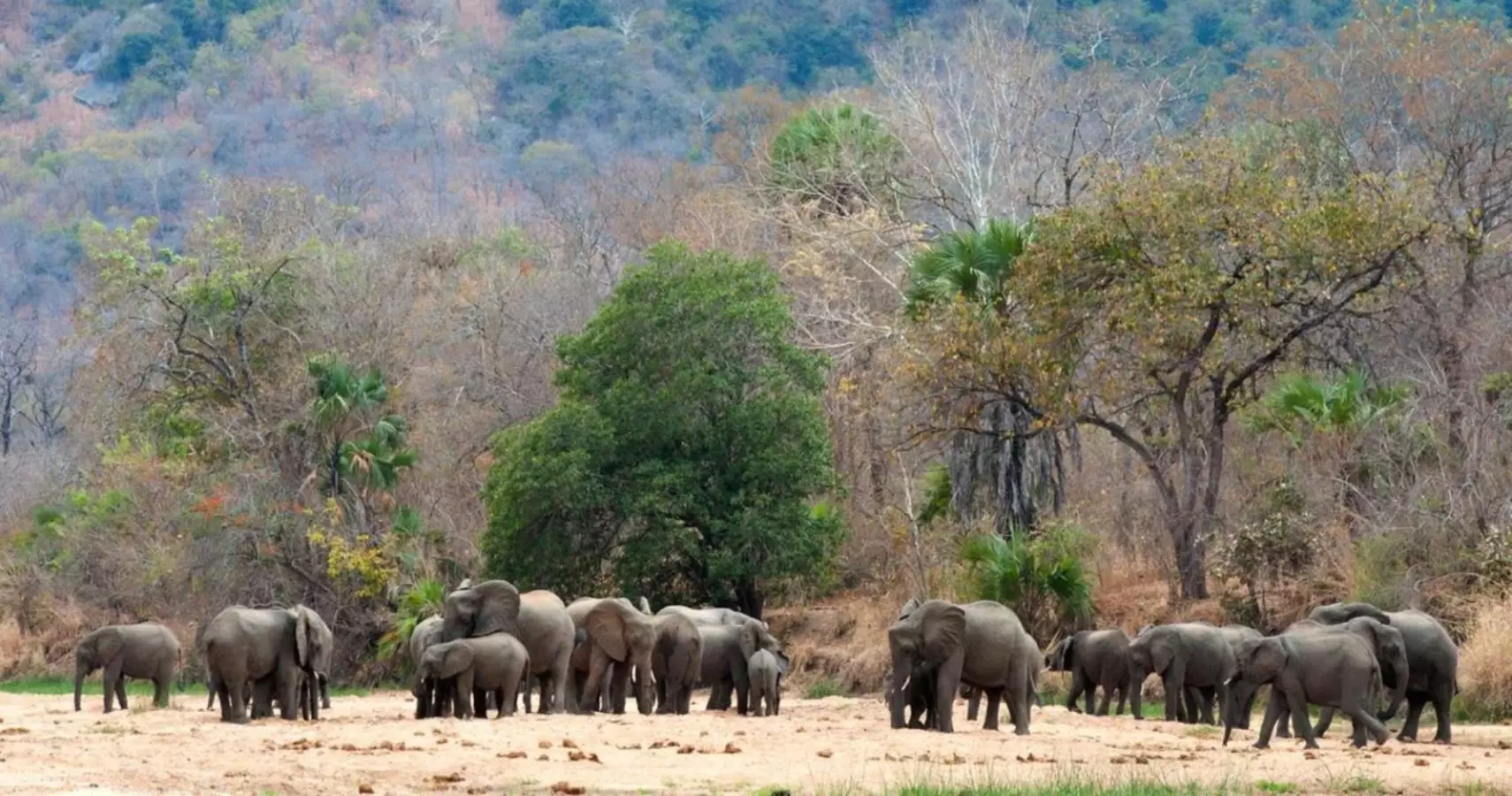 Ongehoord: Groot Afrika-wildpark gaan die hele jaar verby sonder dat 'n enkele olifant gestroop word