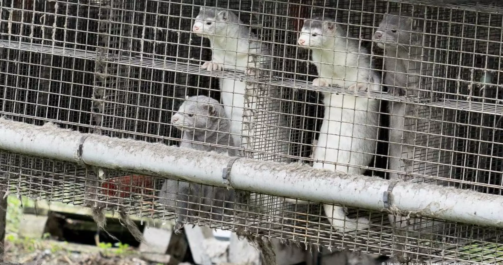 Dinamarca impõe novo bloqueio após descobrir cepas mutantes de coronavírus em visons 8493_0