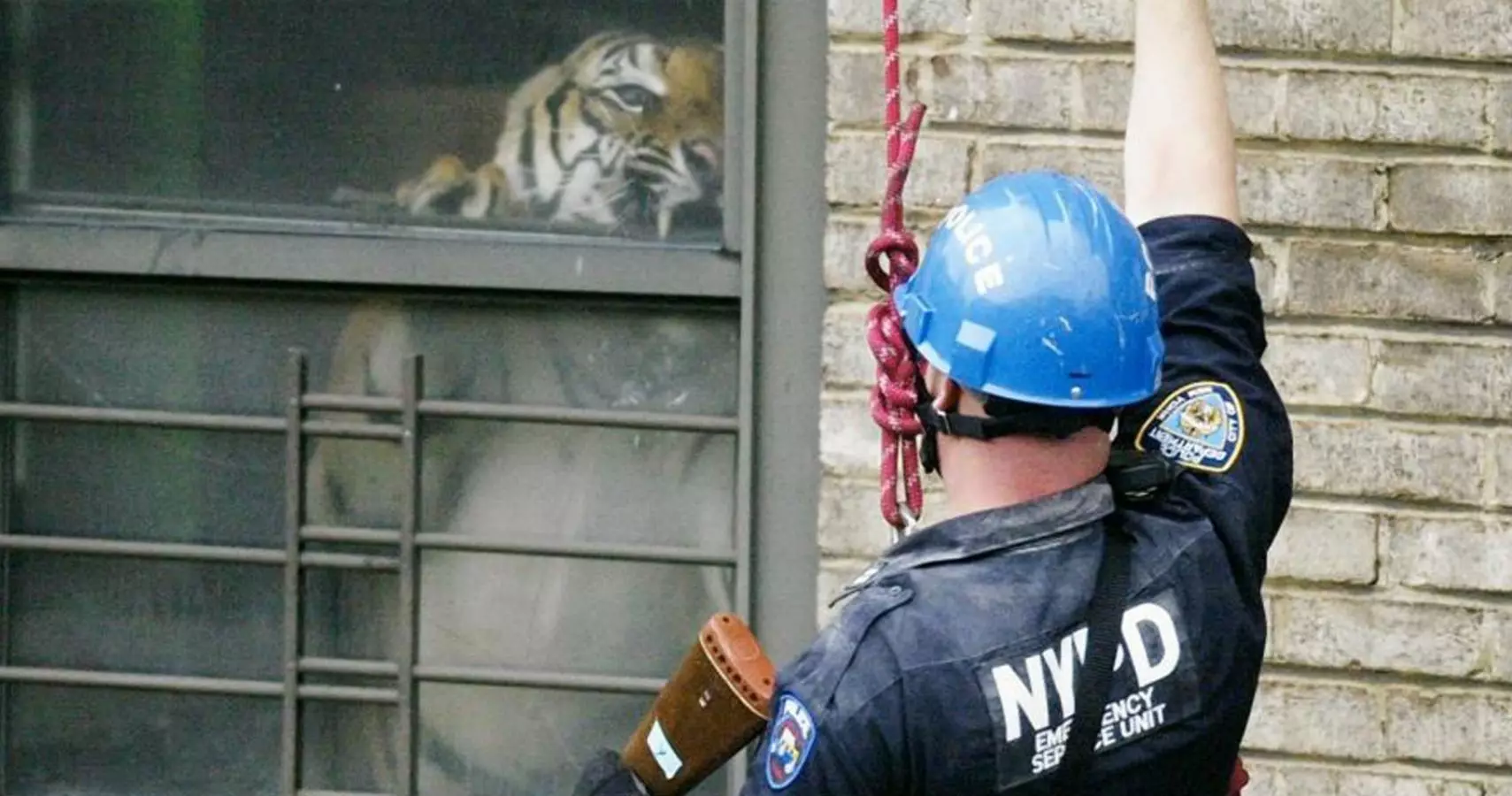 Antes de que existise o rei tigre, estaba o home tigre da cidade de Nova York 8568_0